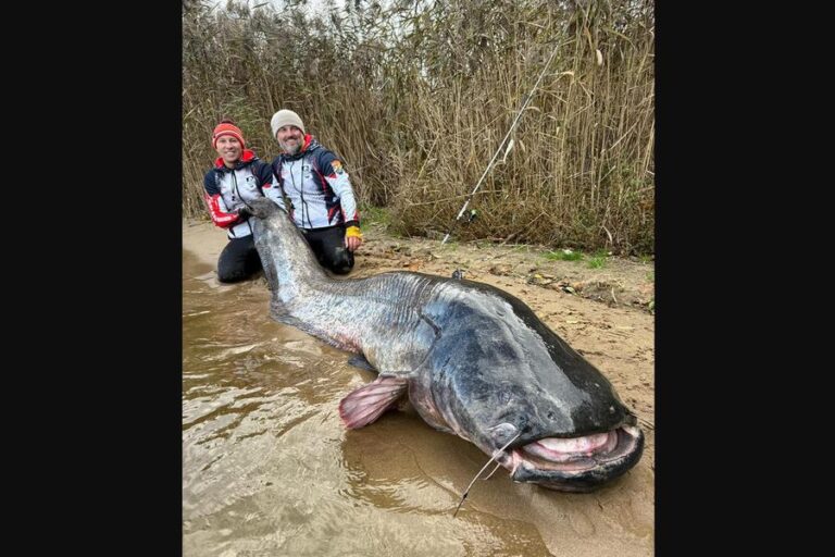 Rekordowy sum w Rybniku - ryba miała prawie 3 metry długości! - Radio ...